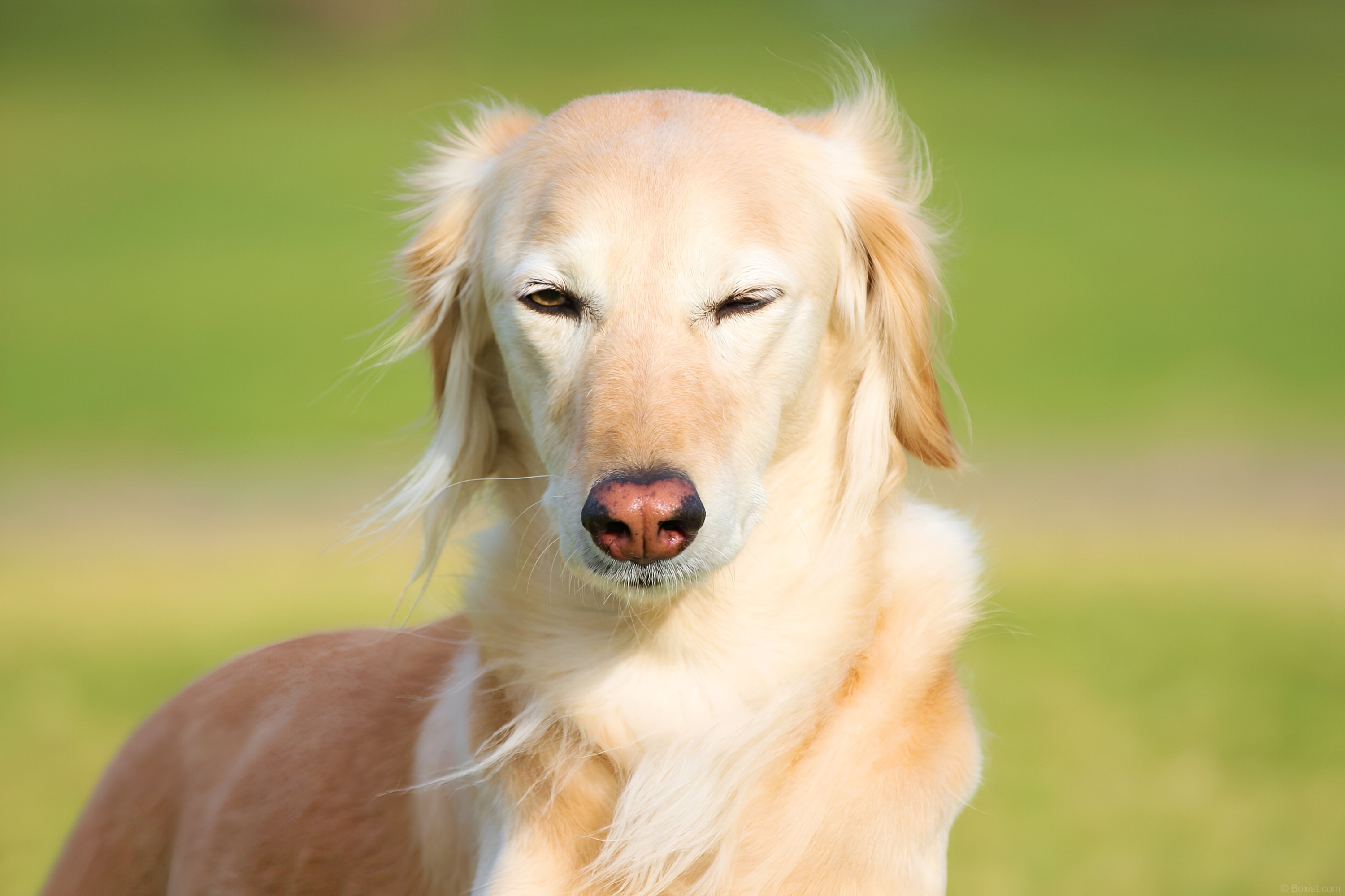 Beautiful Saluki Dog Posing / Stock Photo - Our Photography Portfolio