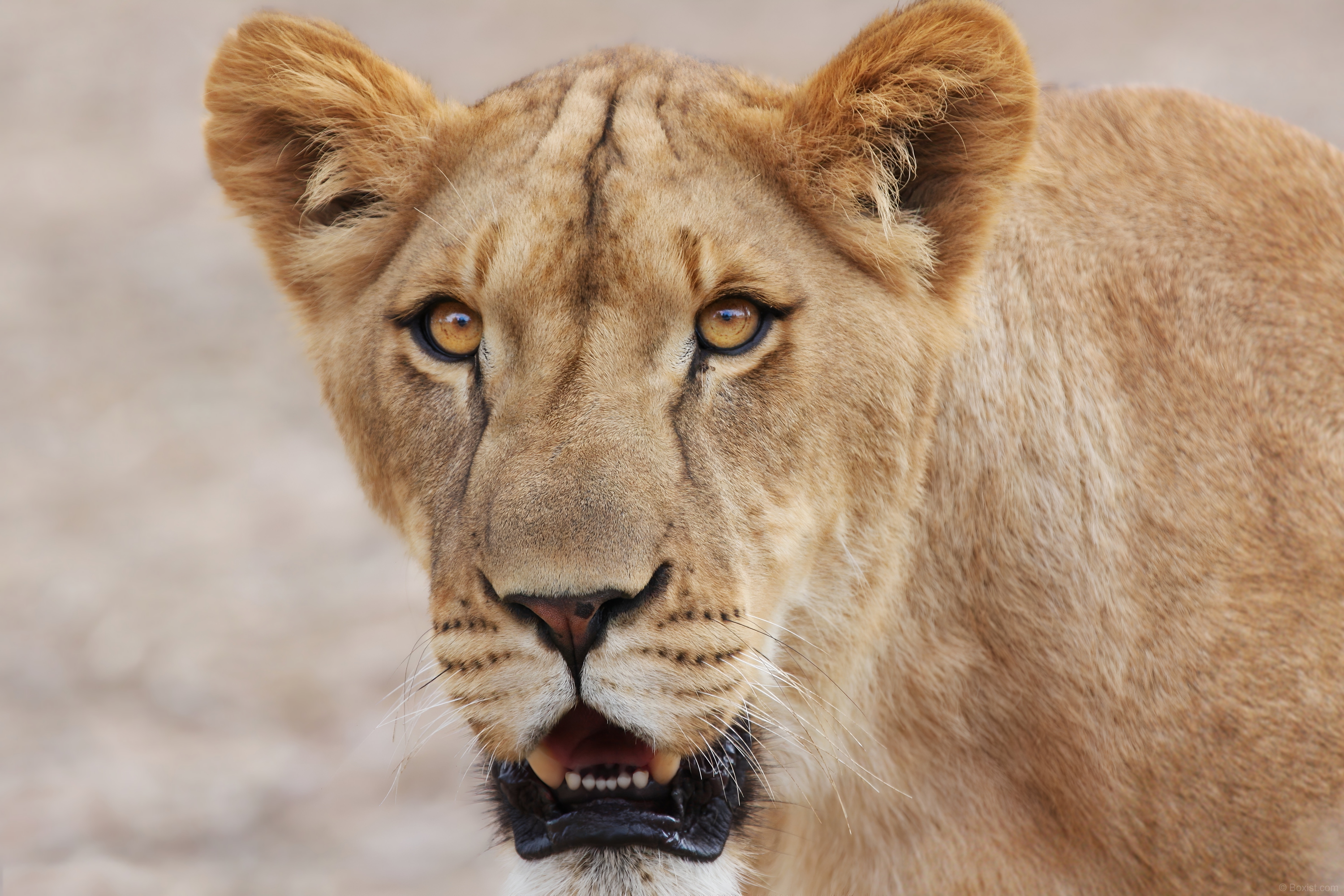 Young Lioness Face / Stock Photo - Sam Mugraby's Photography Portfolio